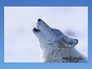 Dancing With Wolves | PPS