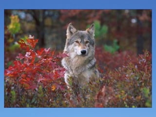 Dancing With Wolves | PPS