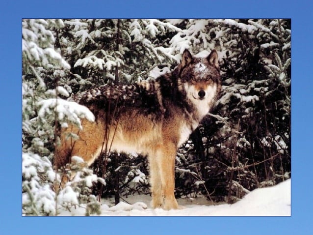 Dancing With Wolves | PPT