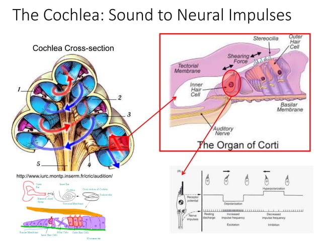 Auditory & Developmental Neurophysiology: Cochlear Implants seminar | PPT