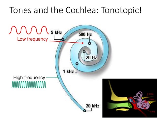 Auditory & Developmental Neurophysiology: Cochlear Implants seminar