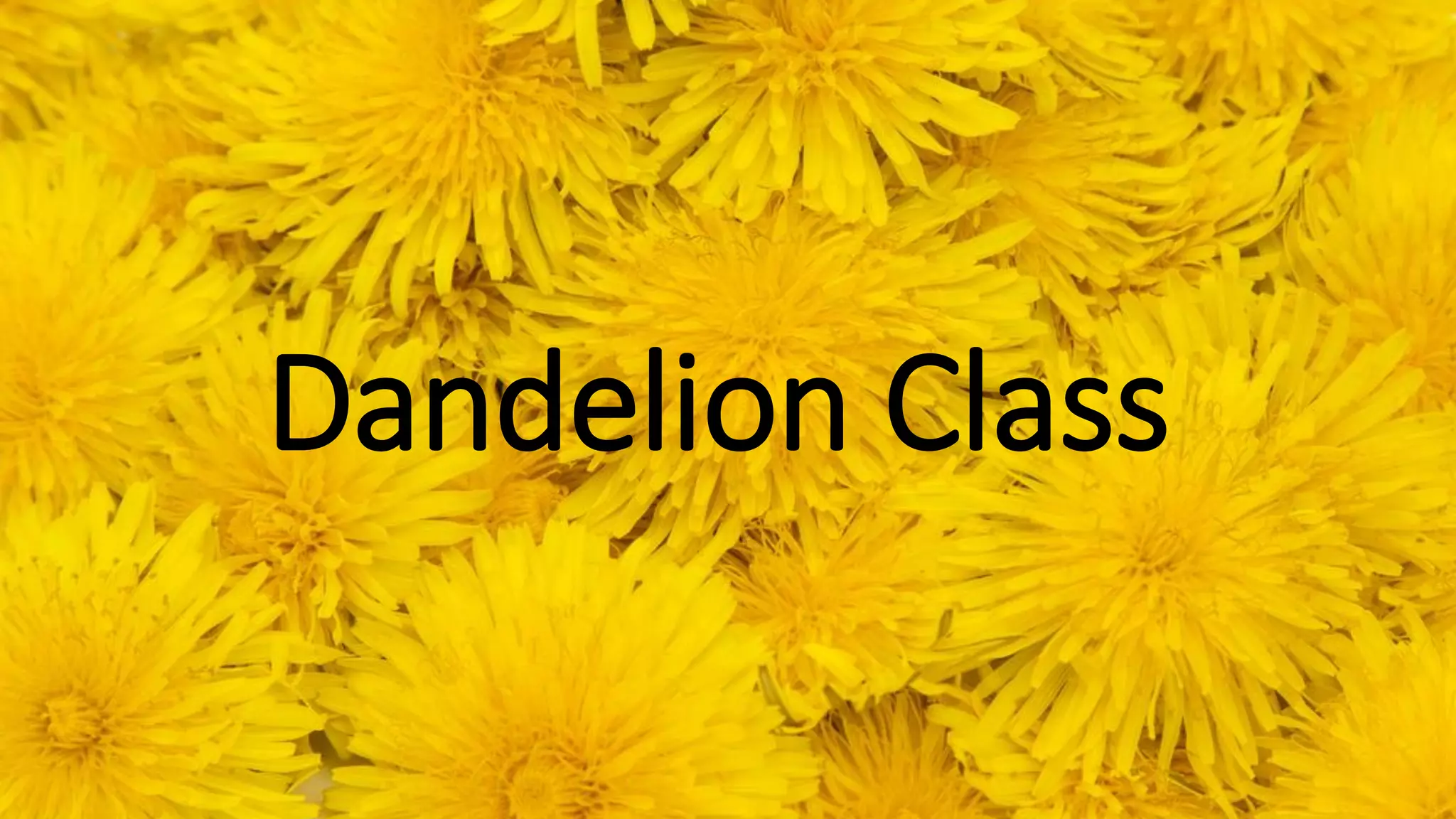 Dandelion class | PDF