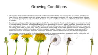 Dandelion class | PDF
