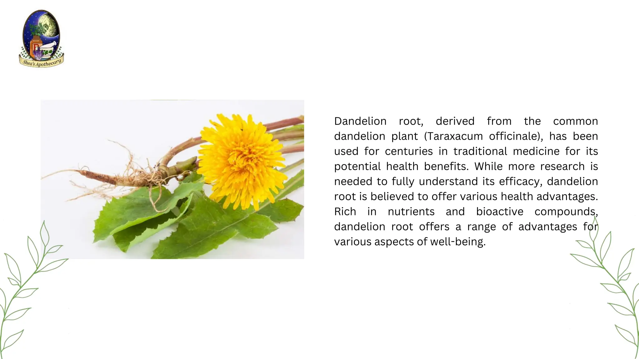Benefits and Side Effects of Dandelion Root | PPTX
