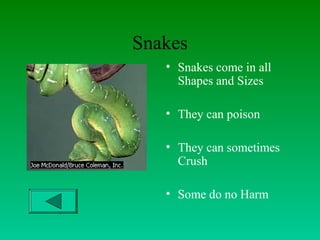 Dangerous animals | PPT