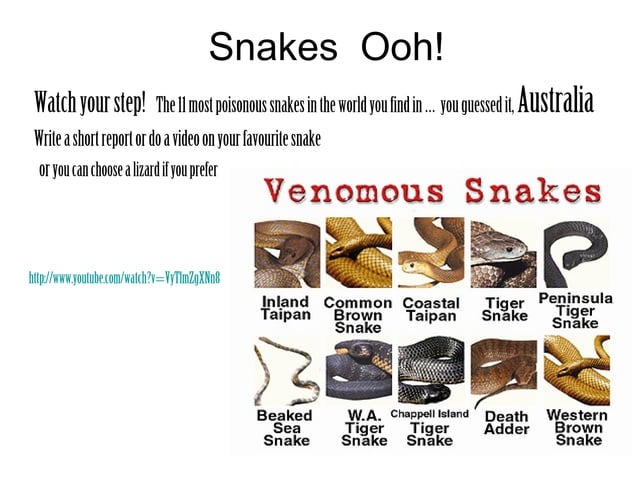 Dangerous Animals of Australia | PPT | Zoos & Aquariums | Attractions