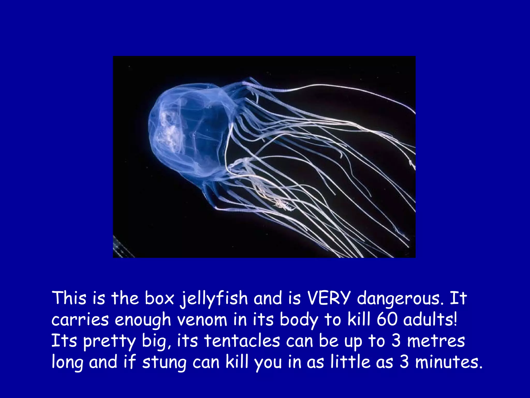 Dangerous australian animals | PPT
