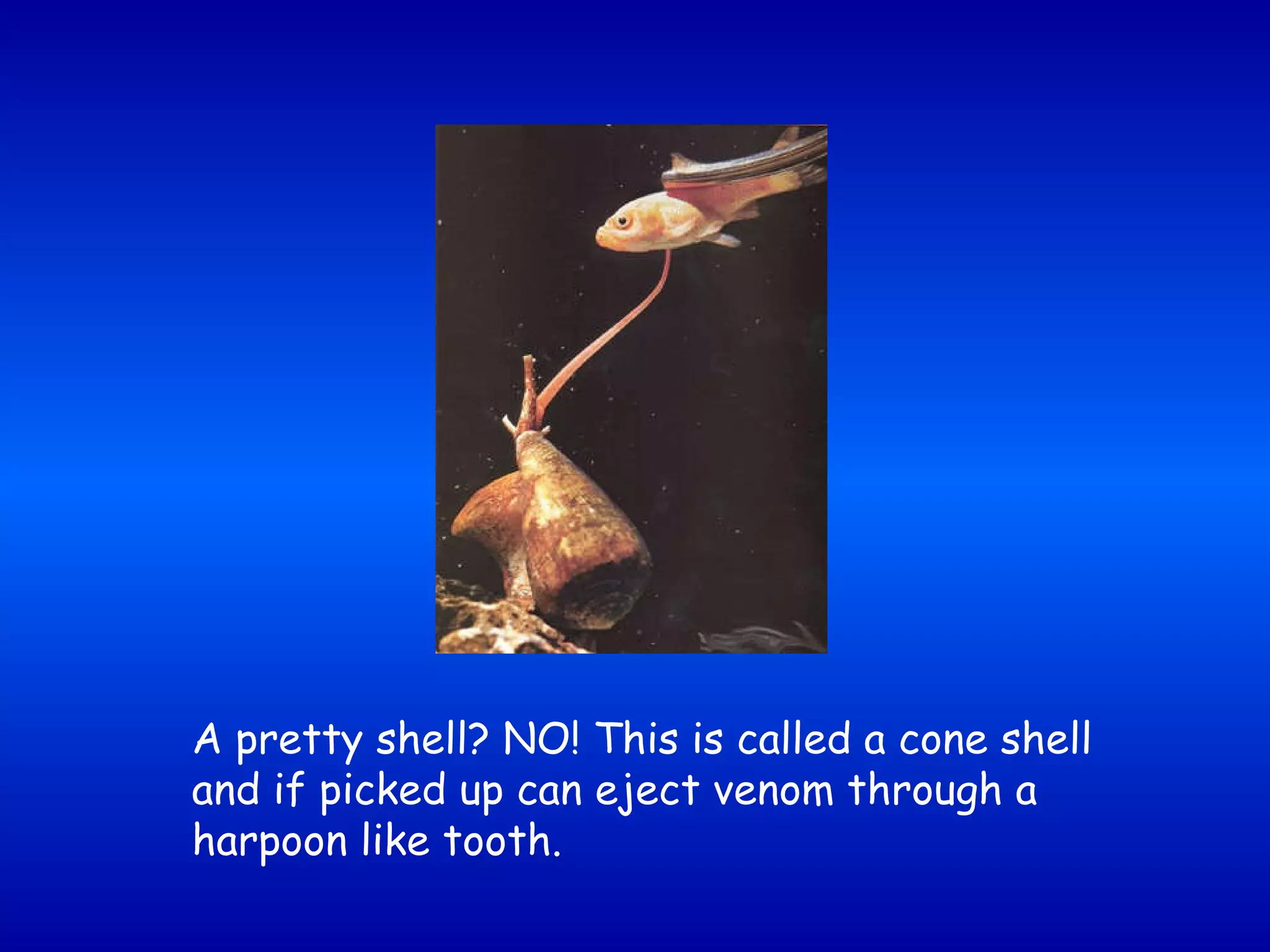 Dangerous australian animals | PPT