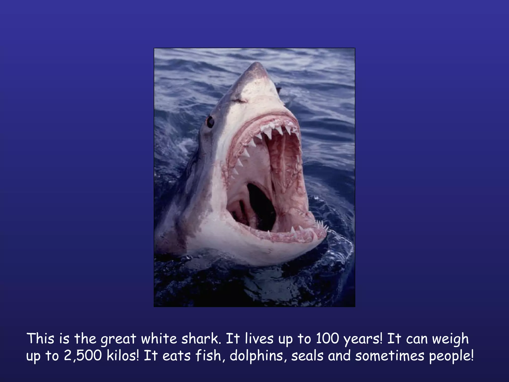 Dangerous australian animals | PPT