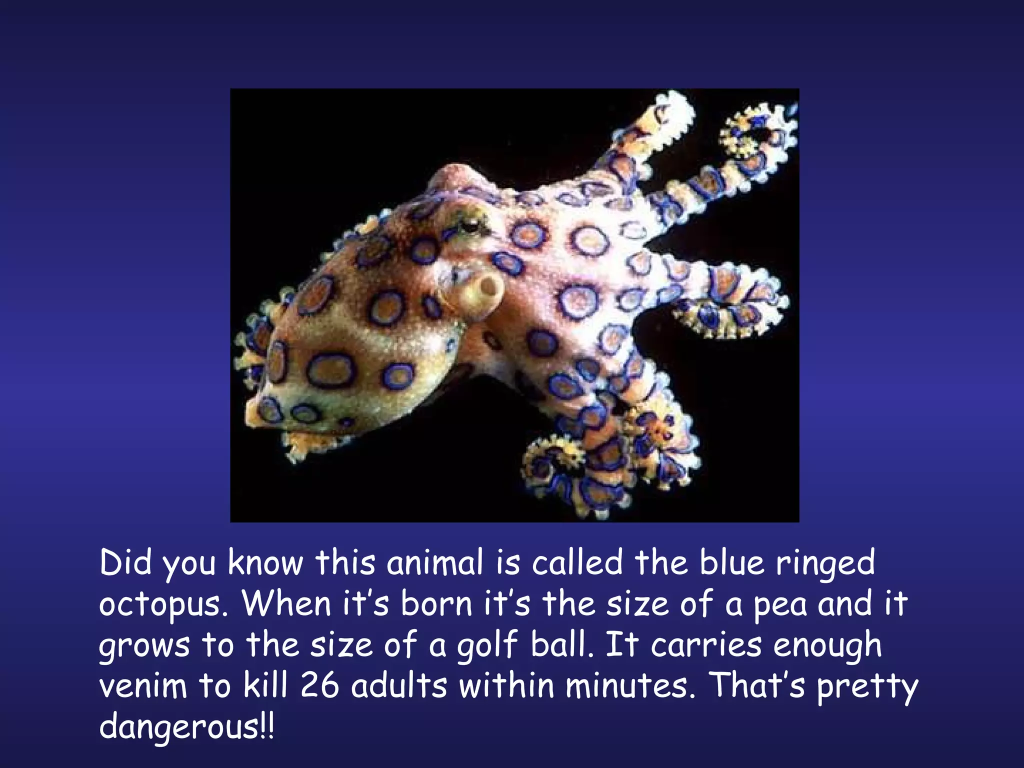 Dangerous australian animals | PPT
