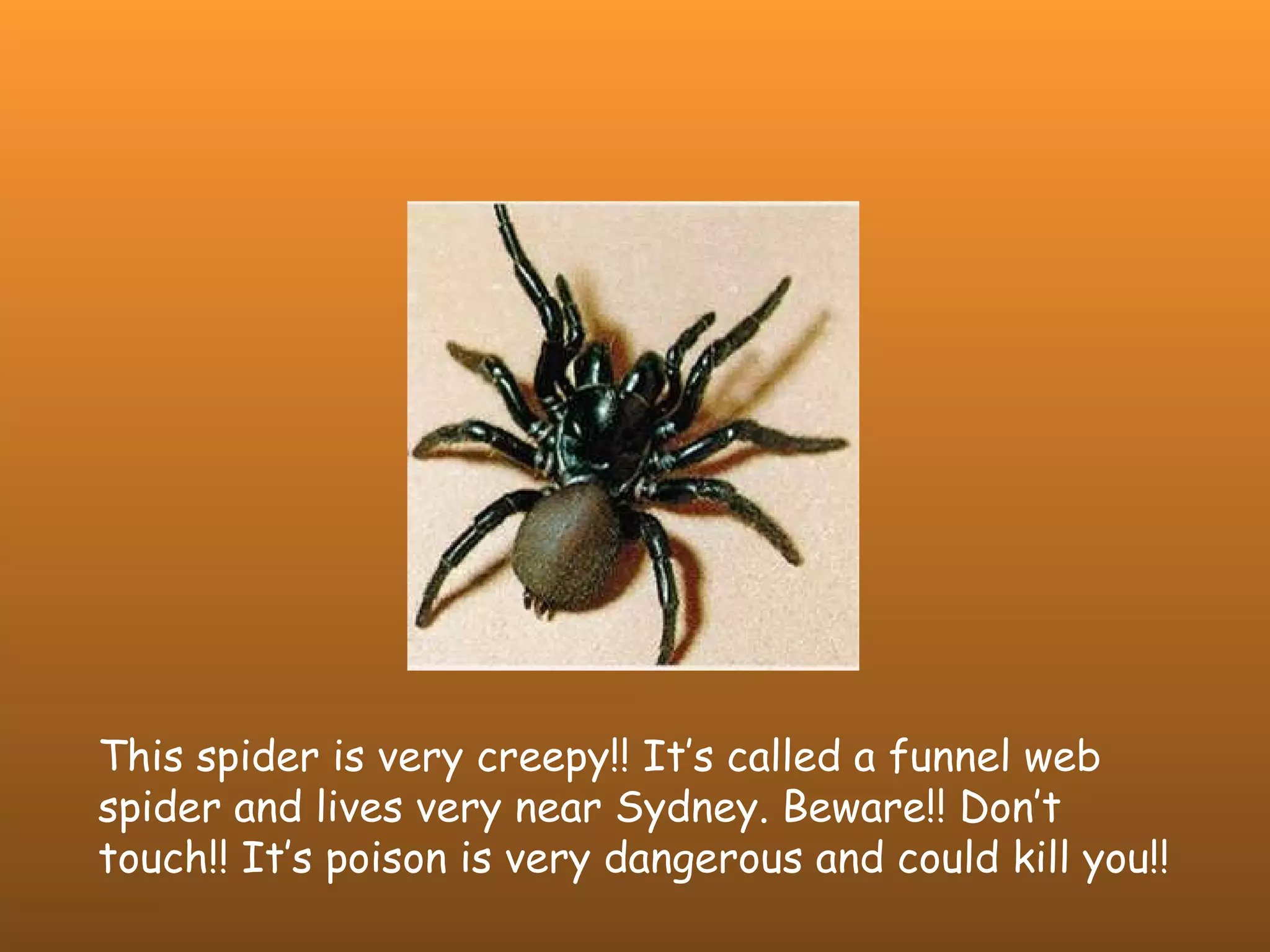 Dangerous australian animals | PPT