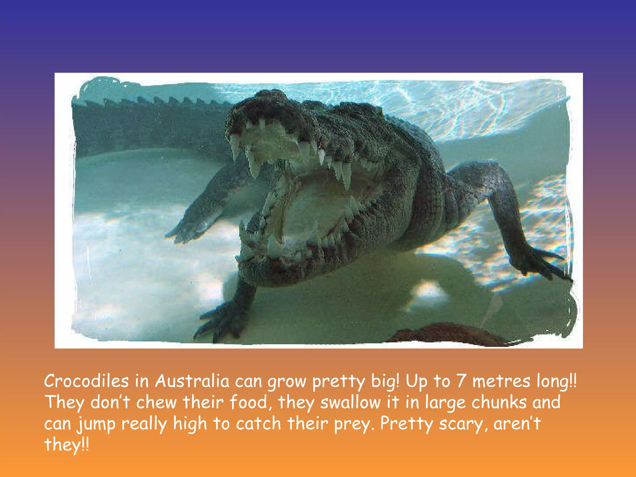 Dangerous australian animals | PPT