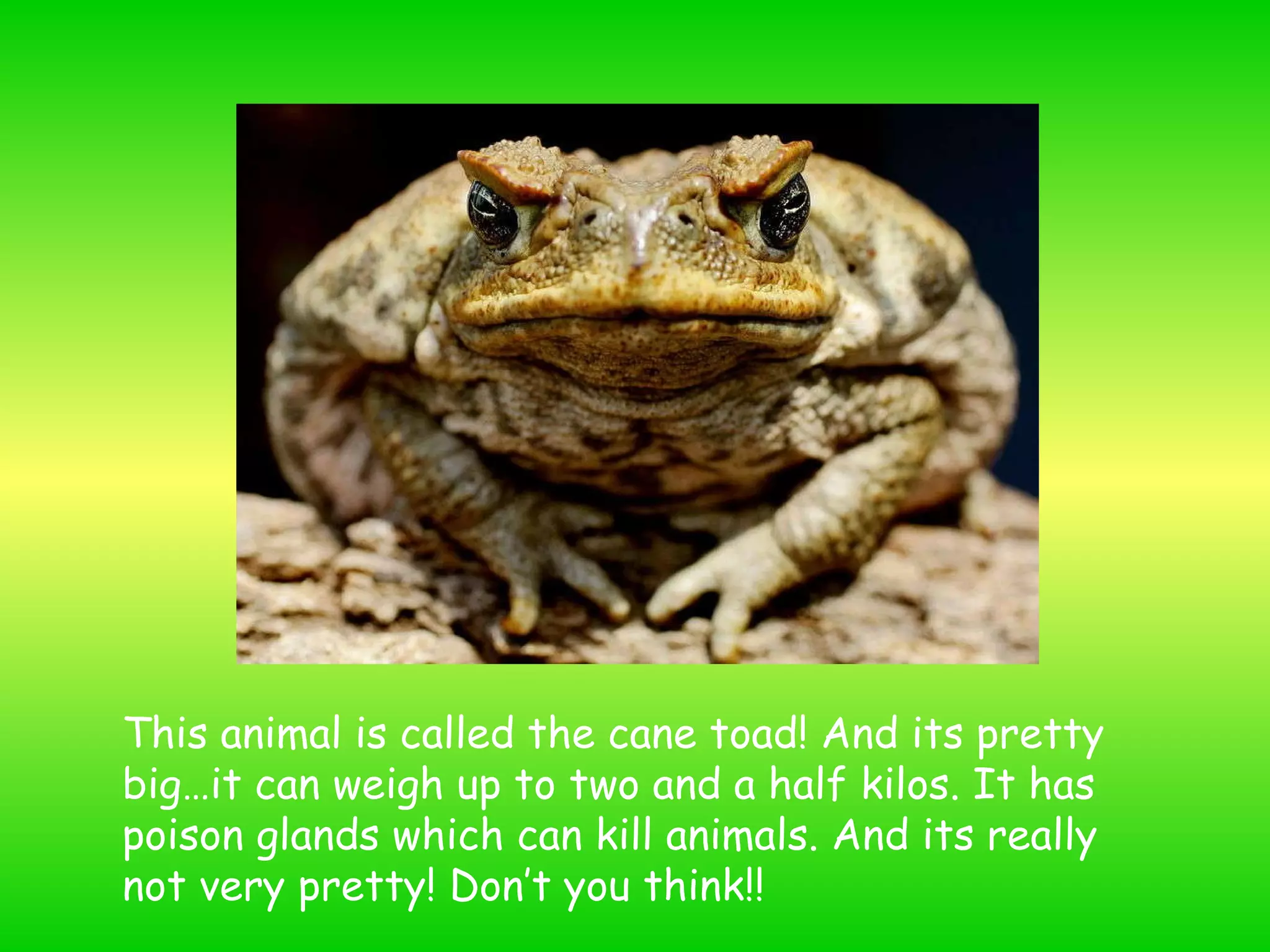 Dangerous australian animals | PPT