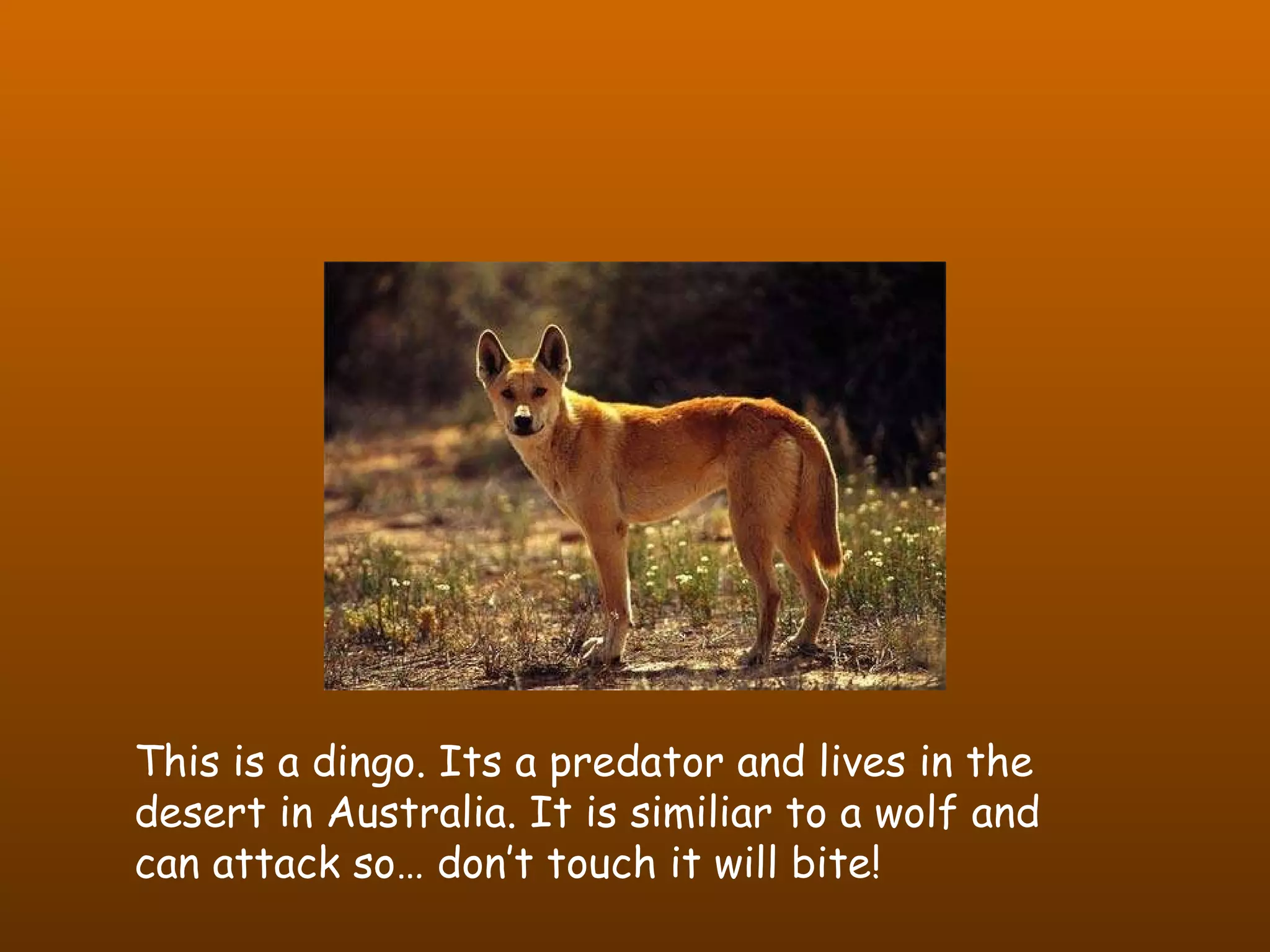 Dangerous australian animals | PPT