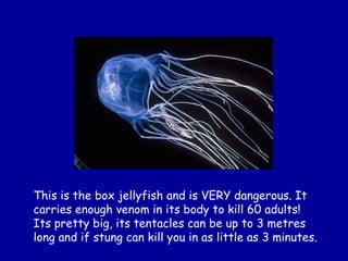 Dangerous australian animals | PPT