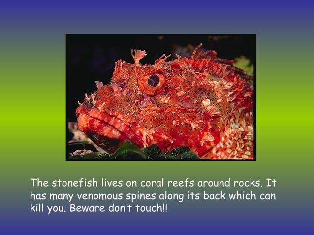 Dangerous australian animals | PPT