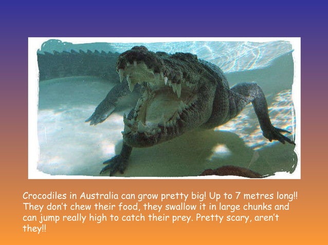 Dangerous australian animals | PPT