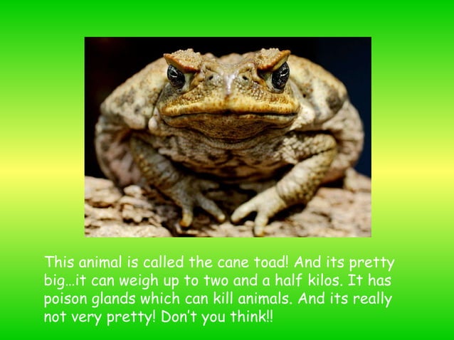 Dangerous australian animals | PPT