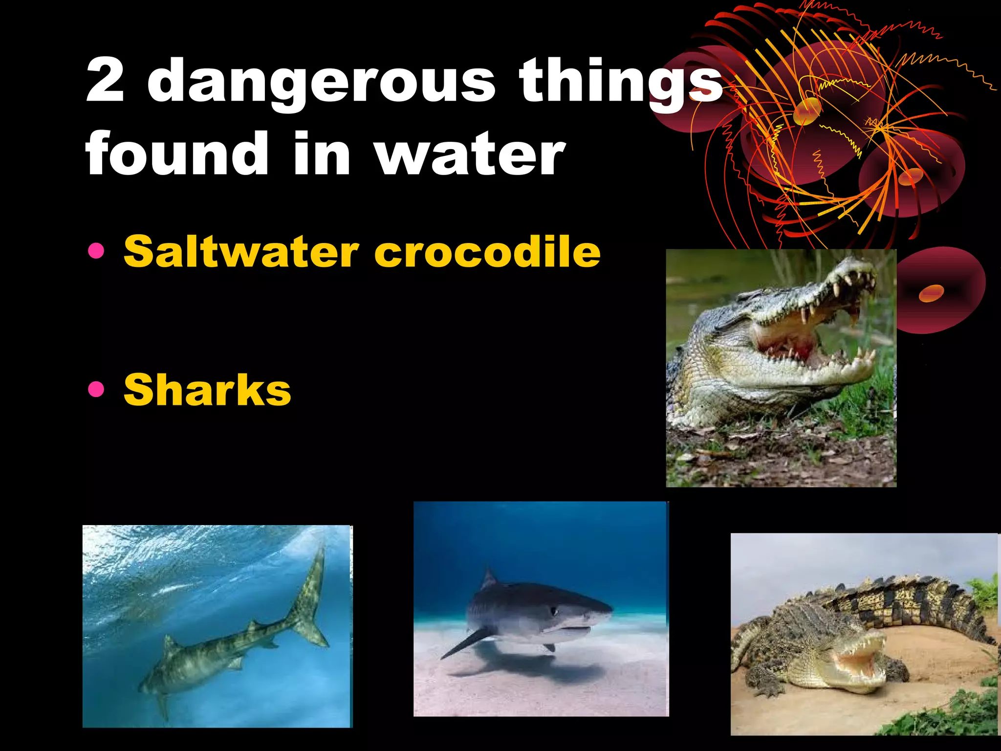 Dangerous australian animals | PPT