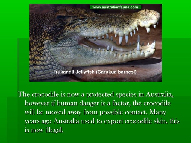 Dangerous Australian Animals 11б | PPT