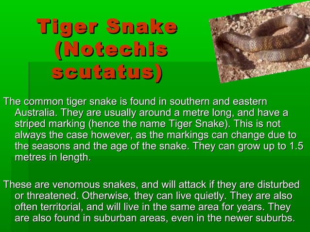 Dangerous Australian Animals 11б | PPT
