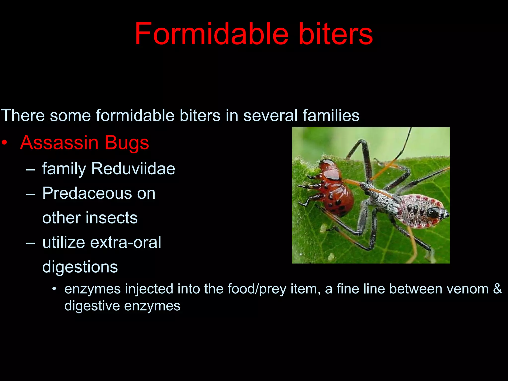 Dangerous Insects | PPT