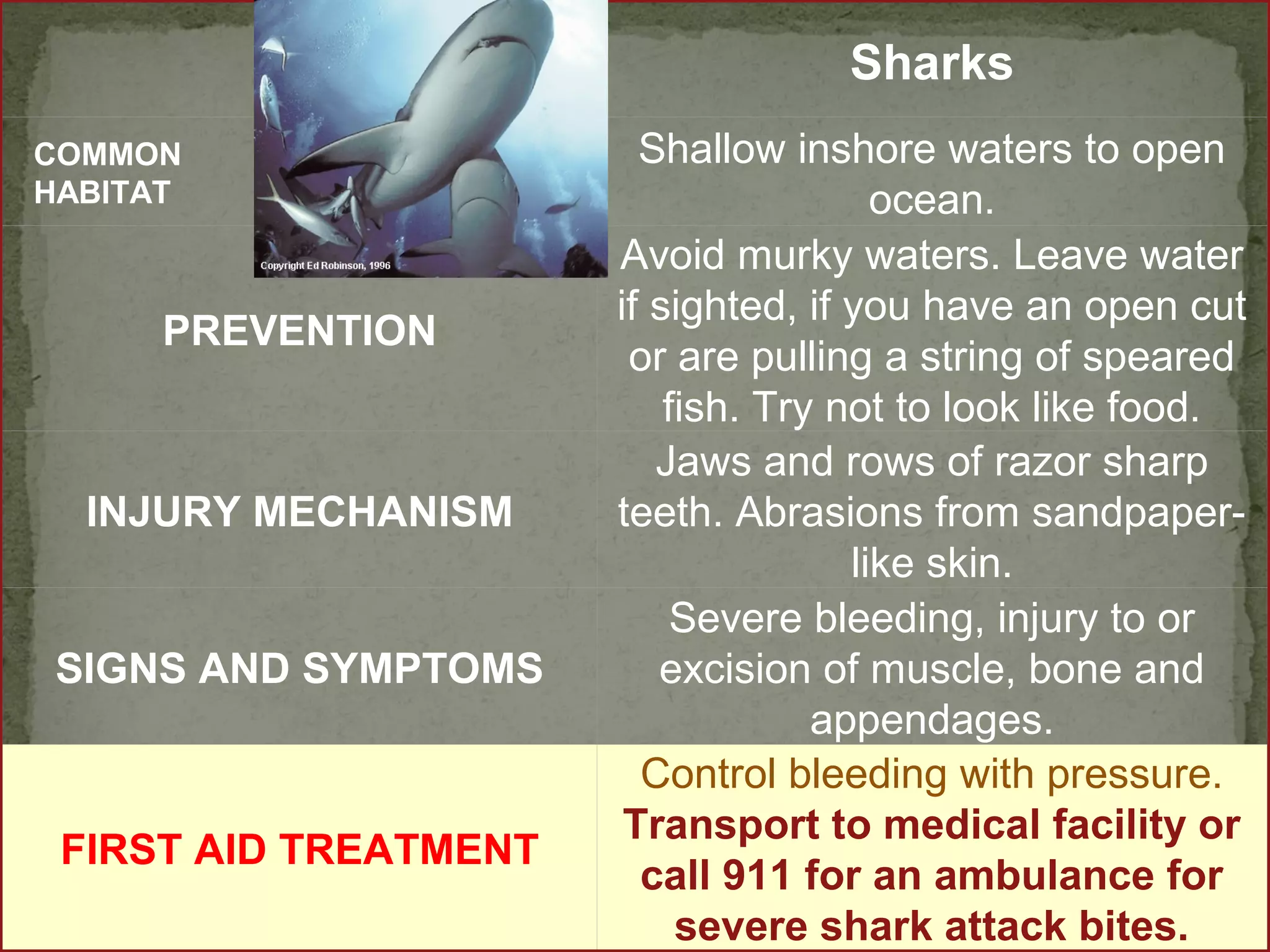 Dangerous marine creatures | PPT