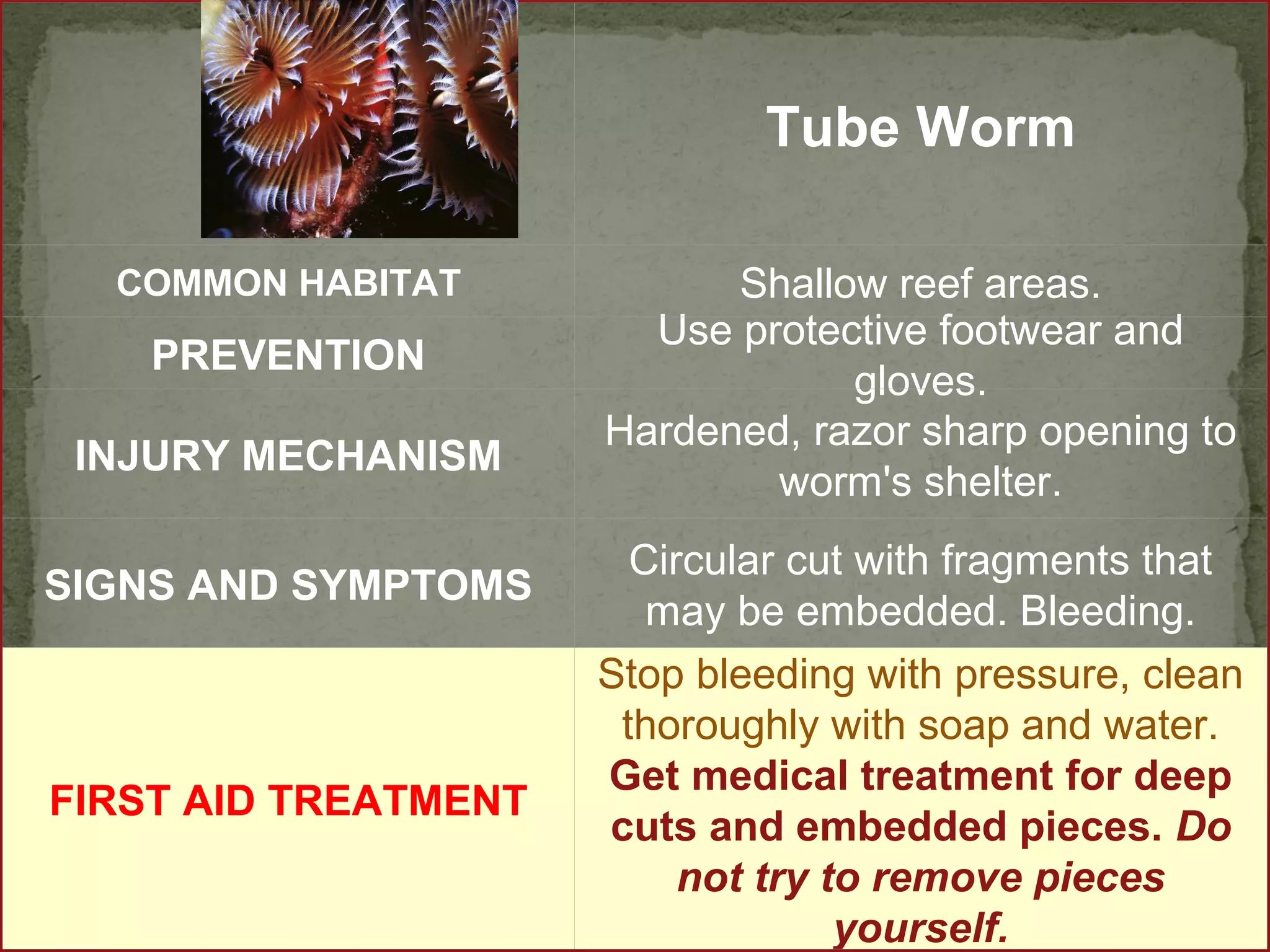 Dangerous marine creatures | PPT