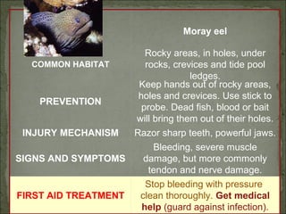 Dangerous marine creatures | PPT