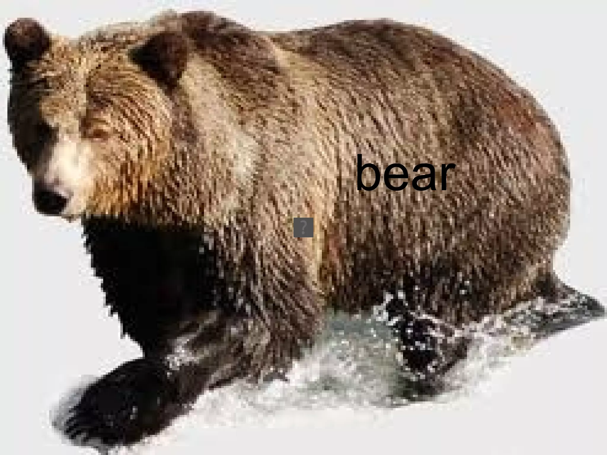 Daniel animals | PPT