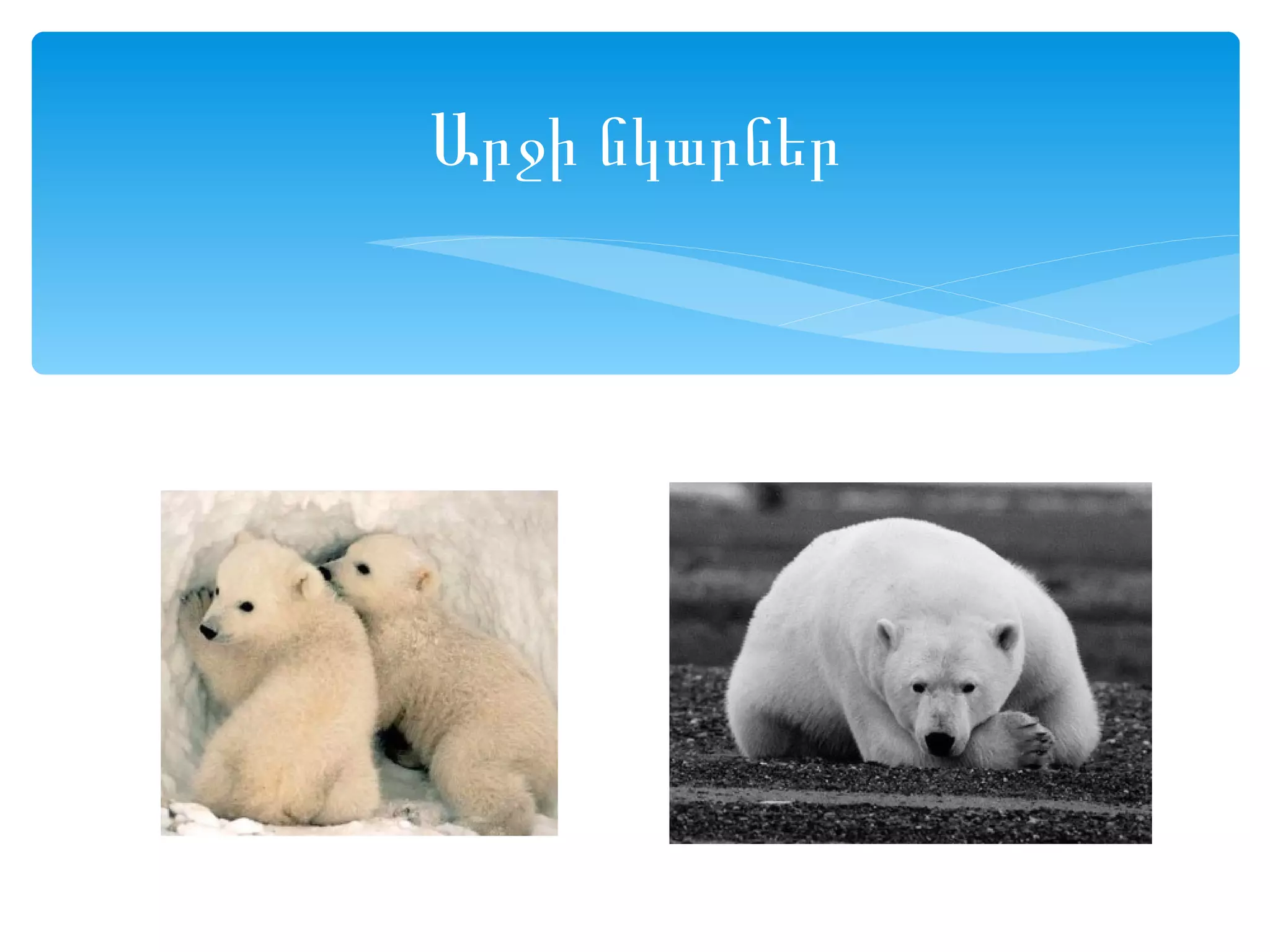 Daniel arj ev pingvin | PPT