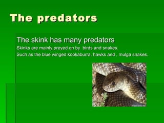 Daniel bullman the amazing blue tongued skink | PPT
