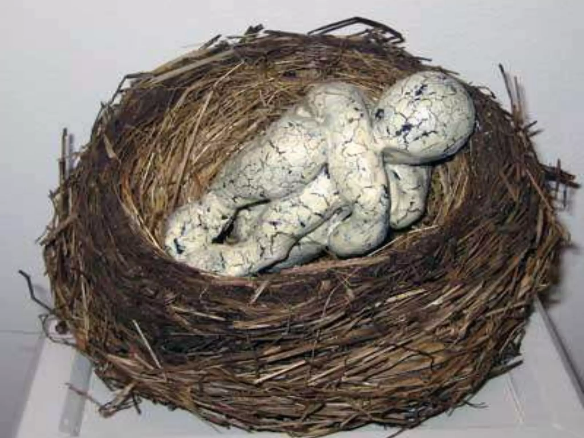 Contemplating Justice (Daniel Lai Kenjio, Book sculptures) | PPT