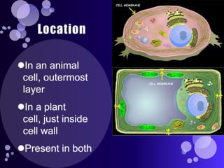 Cell Membrane Presentation | PPTX