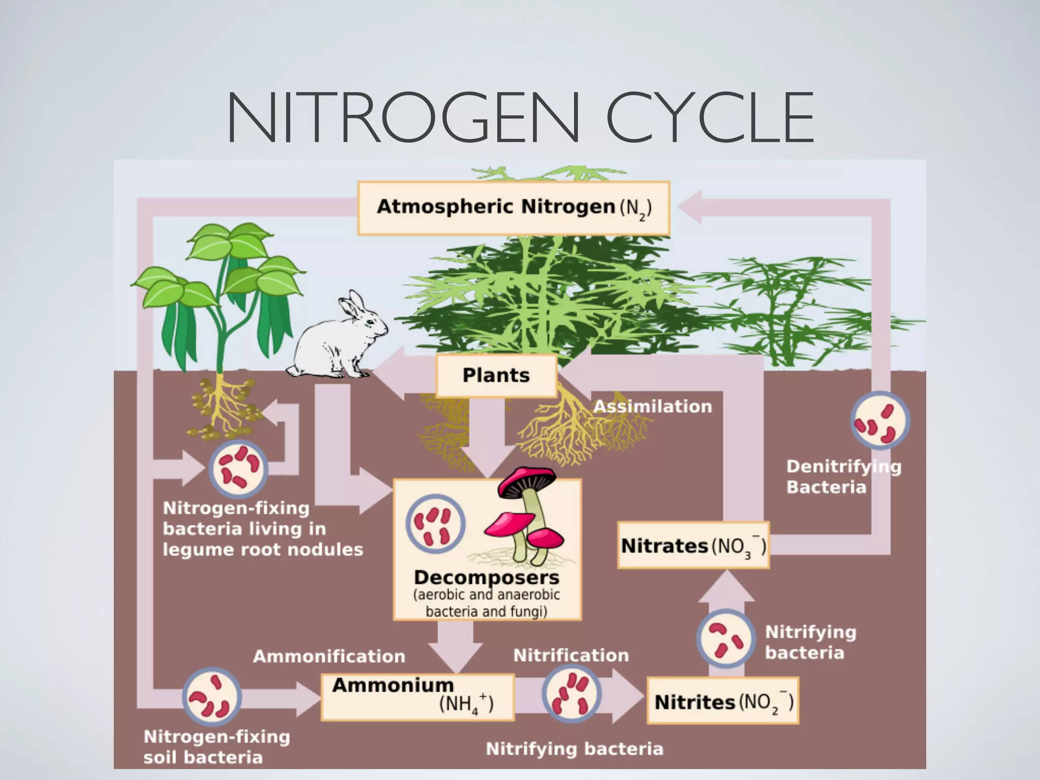 Nitrogen | PDF