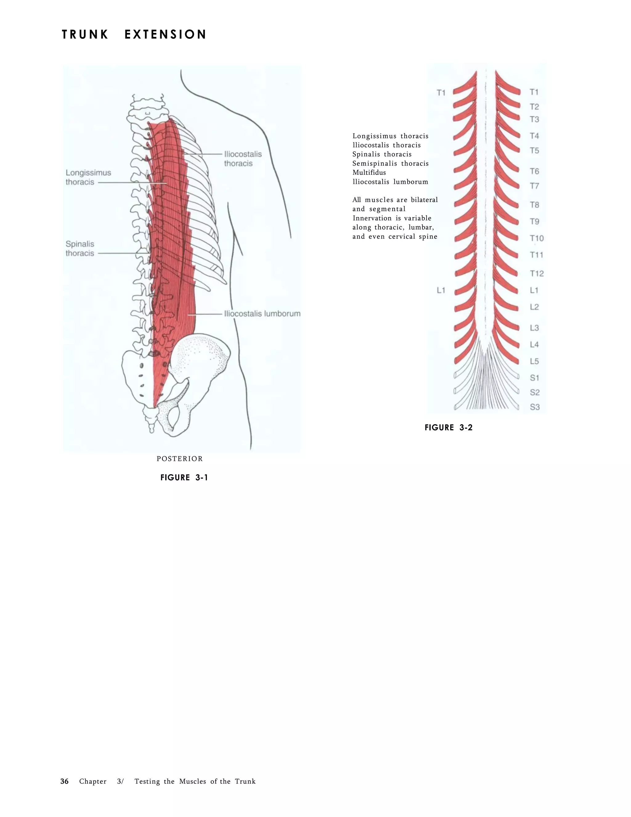 Daniels and Worthingham's Muscle Testing Techniques of Manual ...