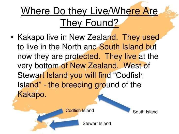 The NZ Kakapo By Daniel Winter