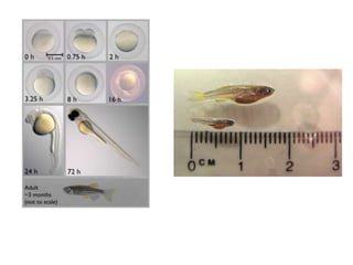 Danio rerio | PPTX