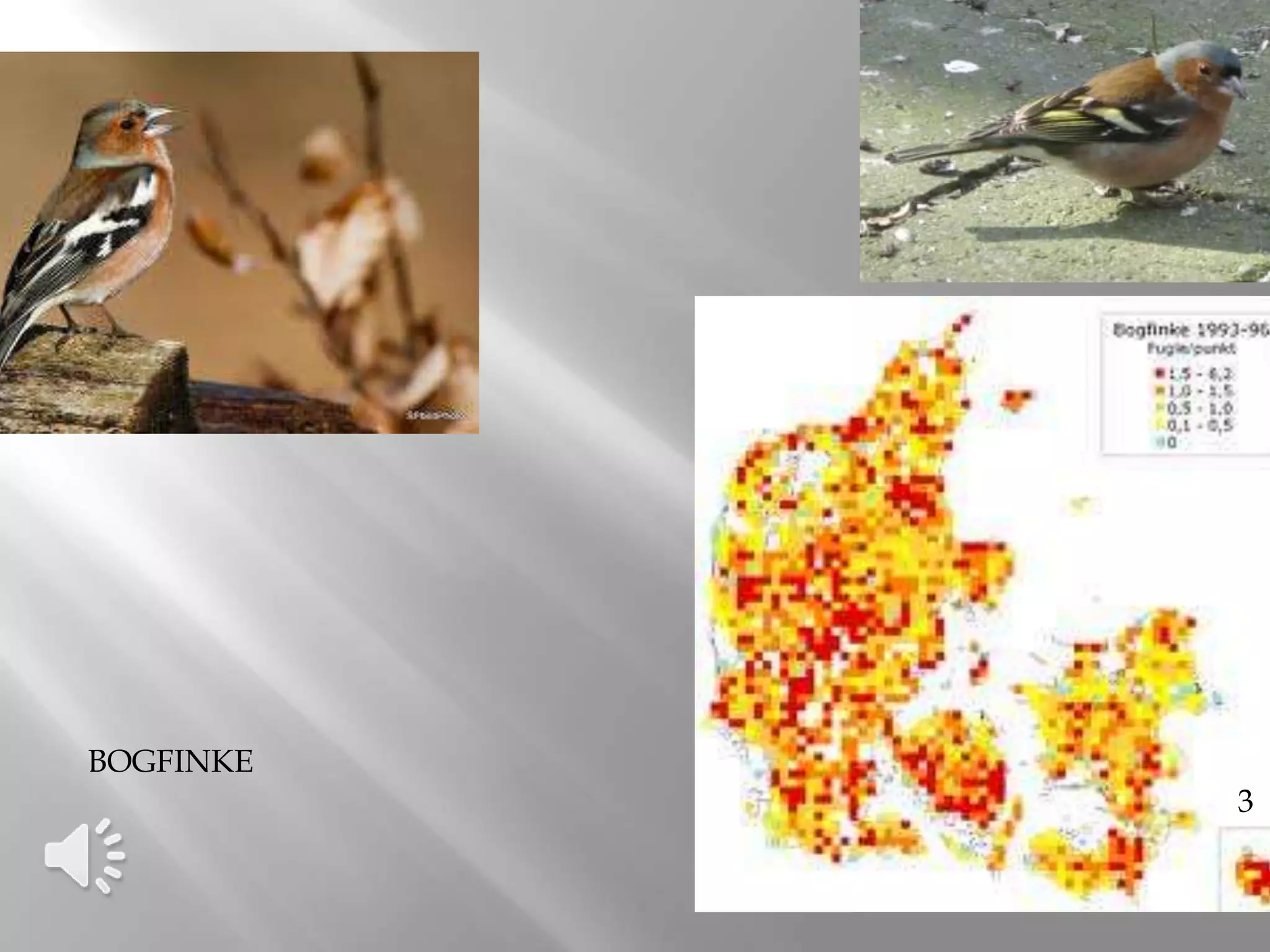 Danmarks 1o almindeligste fugle.ny