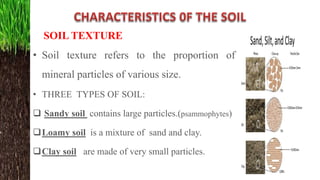 edaphic factors | PPTX