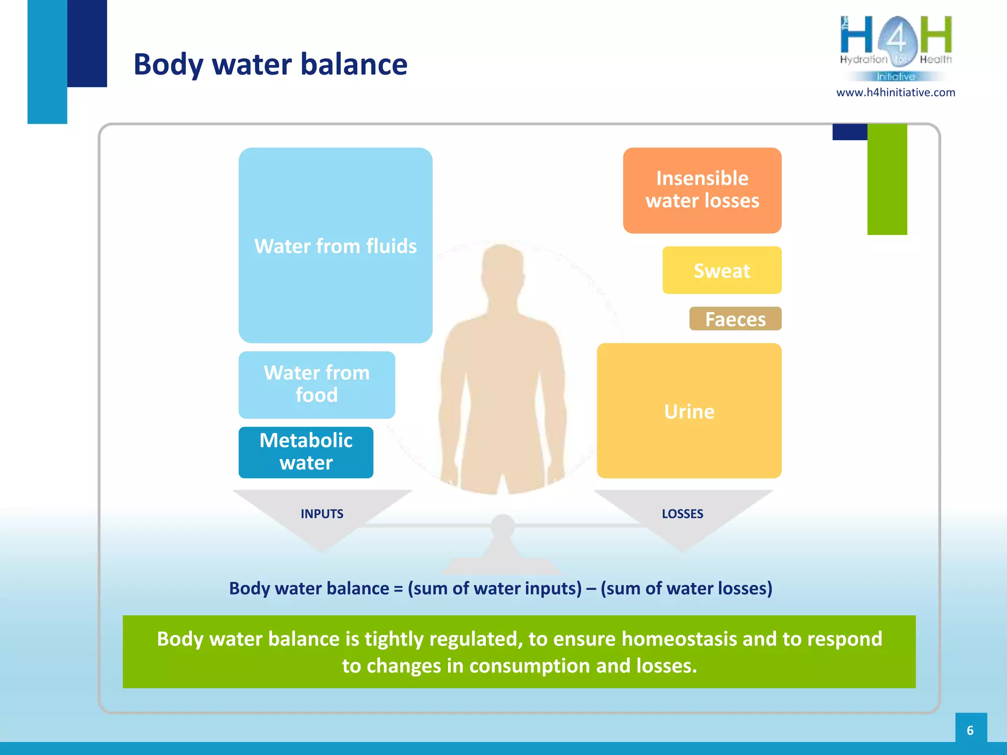 Water And Hydration Physiological Basis In Adults Ppt