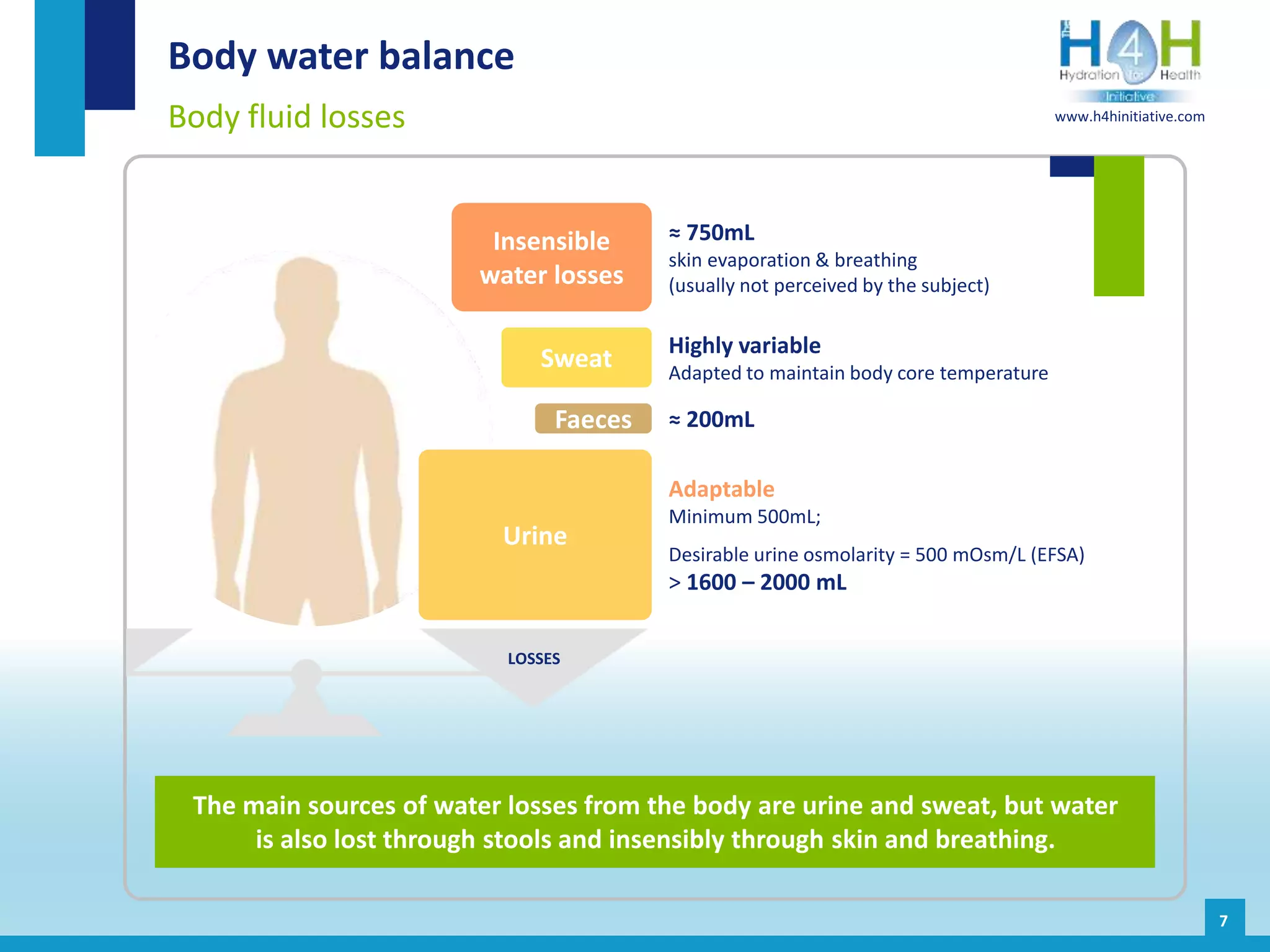 Water and hydration: Physiological basis in Adults | PPTX