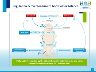 Water and hydration: Physiological basis in Adults | PPTX | Chemistry ...