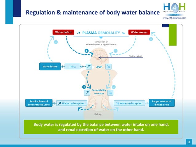 Water And Hydration Physiological Basis In Adults