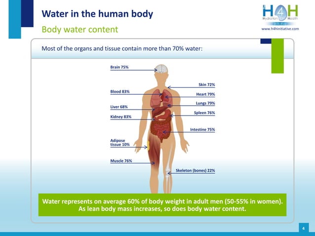 Water And Hydration Physiological Basis In Adults