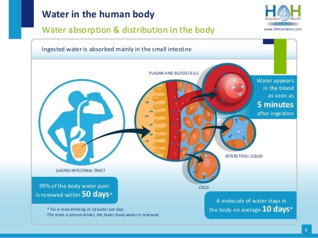 Water and hydration: Physiological basis in Adults
