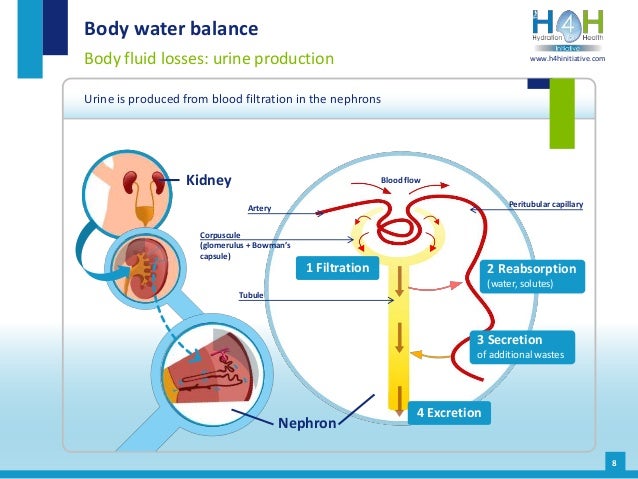 Water And Hydration Physiological Basis In Adults