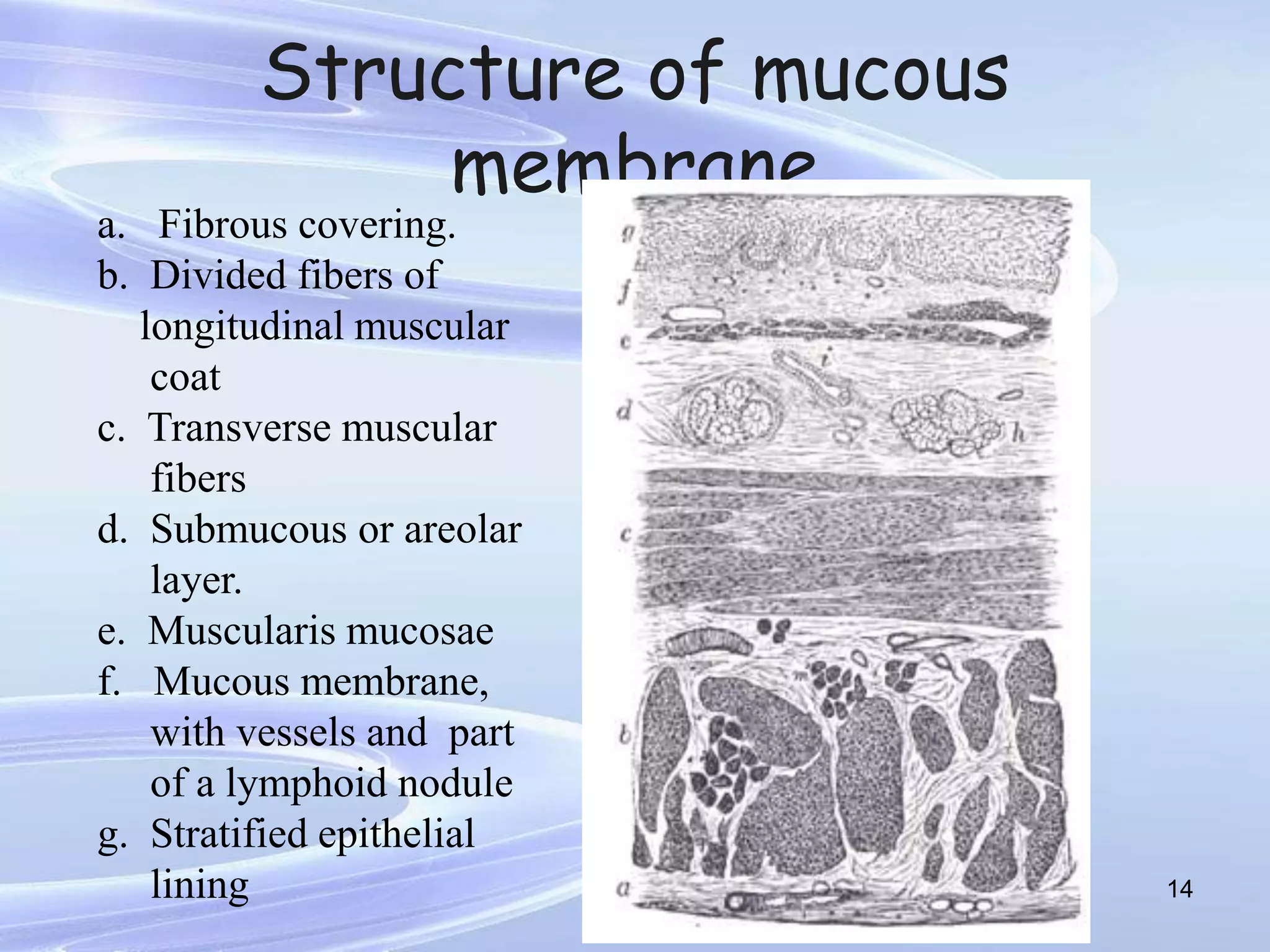 buccal drug delivery system | PPTX
