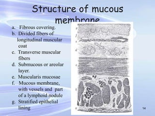 buccal drug delivery system | PPTX