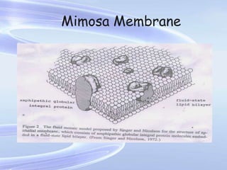 buccal drug delivery system | PPTX